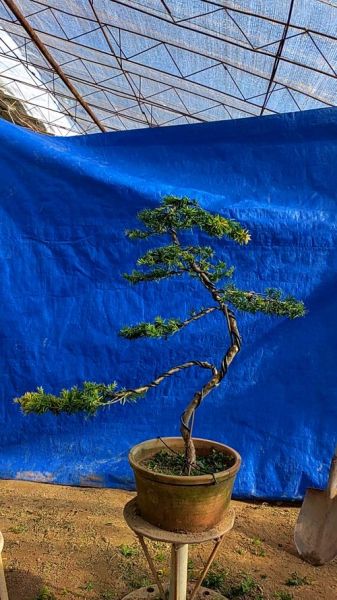 红豆杉盆景图片大全_如何养护红豆杉盆景-第3张图片-山城妙识