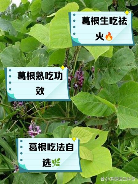 葛根的功效与作用及禁忌_葛根泡水喝的正确方法-第3张图片-山城妙识