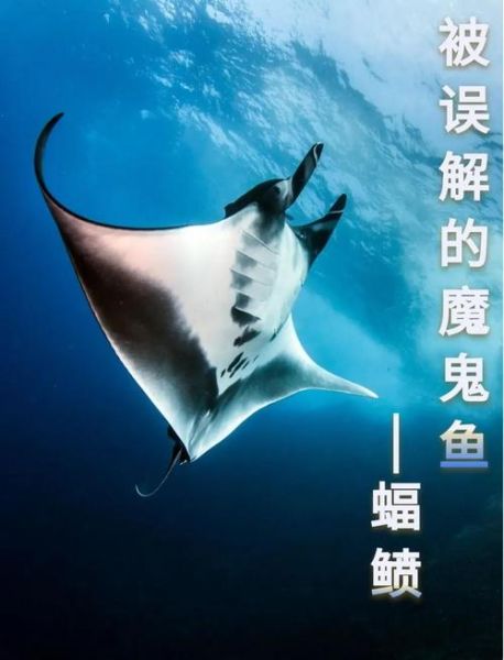 蝠鲼鱼有毒吗_蝠鲼鱼能养吗-第1张图片-山城妙识