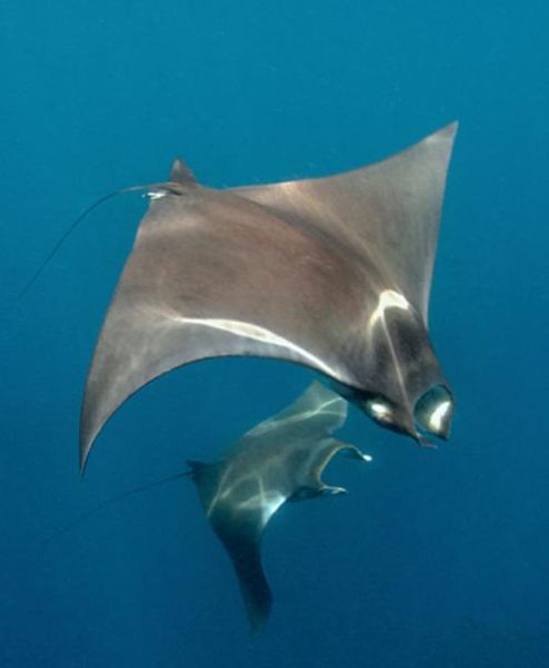 蝠鲼鱼有毒吗_蝠鲼鱼能养吗-第2张图片-山城妙识