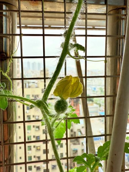 节瓜种子发芽需要几天_节瓜种子怎么催芽-第3张图片-山城妙识