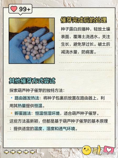 节瓜种子发芽需要几天_节瓜种子怎么催芽-第2张图片-山城妙识