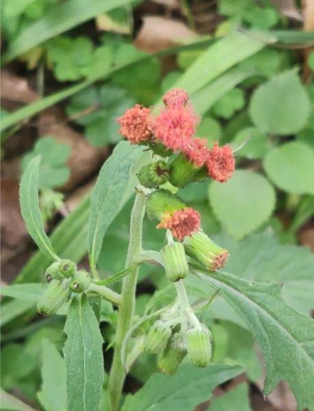 野茼蒿的功效与作用_野茼蒿的禁忌有哪些-第1张图片-山城妙识