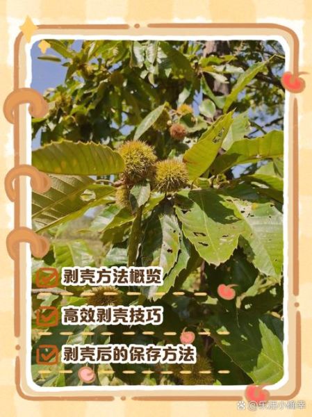 板栗怎么去壳_板栗去皮最快方法-第3张图片-山城妙识