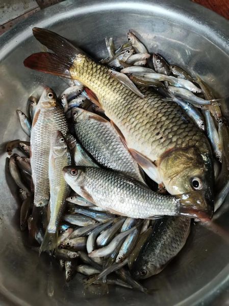 野生鱼图片怎么拍_野生鱼高清图哪里找-第1张图片-山城妙识