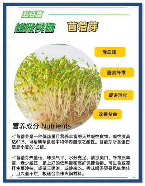 苜蓿菜的功效与作用_苜蓿菜怎么吃最好-第1张图片-山城妙识