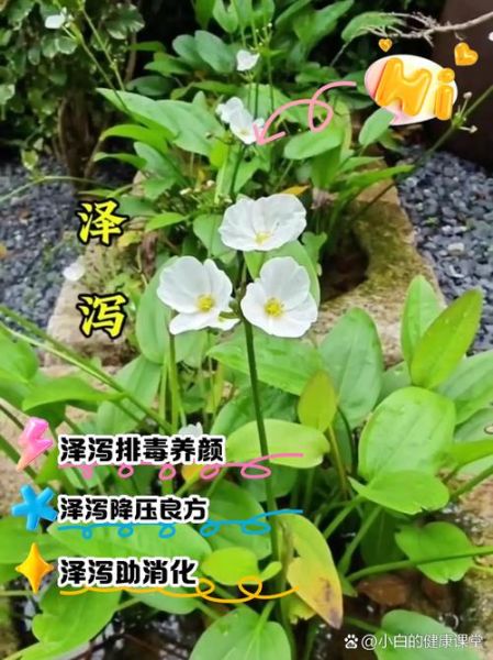 泽泻的功效与作用是什么_泽泻能减肥吗-第1张图片-山城妙识