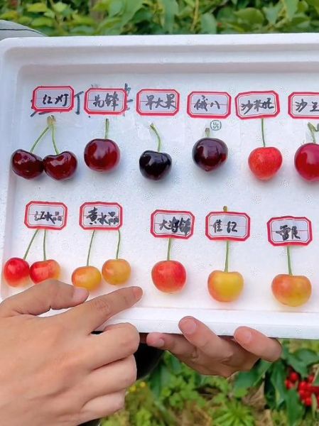 樱桃品种大全图片和名字_哪种最好吃-第2张图片-山城妙识 樱桃品种大全图片和名字_哪种最好吃-第2张图片-山城妙识