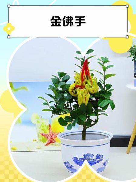 金佛手图片_金佛手怎么养护-第1张图片-山城妙识 金佛手图片_金佛手怎么养护-第1张图片-山城妙识