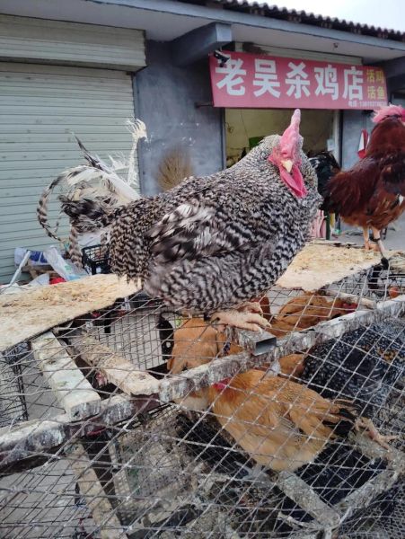 芦花鸡为什么没人买_芦花鸡卖不出去的原因-第1张图片-山城妙识 芦花鸡为什么没人买_芦花鸡卖不出去的原因-第1张图片-山城妙识