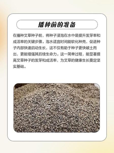 艾草种子怎么种_艾草种子种植方法-第1张图片-山城妙识 艾草种子怎么种_艾草种子种植方法-第1张图片-山城妙识