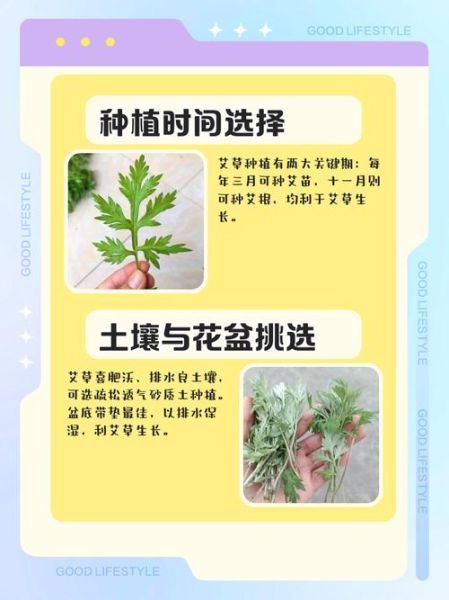 艾草种子怎么种_艾草种子种植方法-第3张图片-山城妙识 艾草种子怎么种_艾草种子种植方法-第3张图片-山城妙识