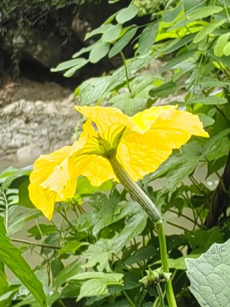 丝瓜花怎么吃_丝瓜花可以生吃吗-第1张图片-山城妙识