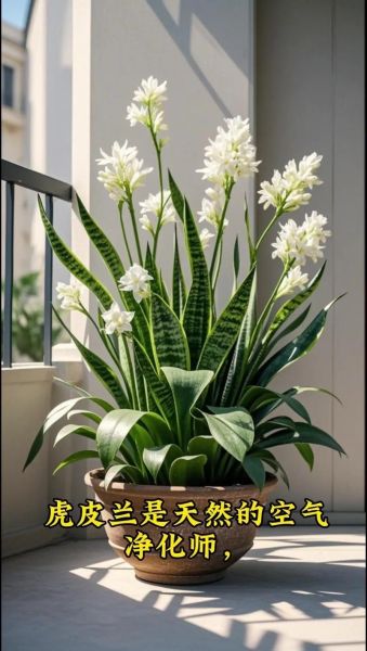 虎皮兰花图片大全_虎皮兰花怎么养-第3张图片-山城妙识