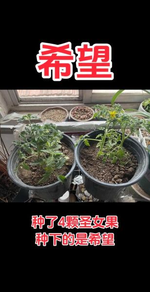 圣女果怎么种植_圣女果种植技术与管理-第1张图片-山城妙识