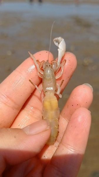 蝼蛄虾怎么抓_蝼蛄虾什么时候抓最好-第1张图片-山城妙识 蝼蛄虾怎么抓_蝼蛄虾什么时候抓最好-第1张图片-山城妙识