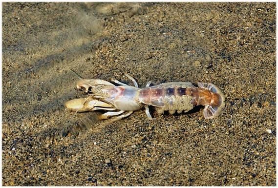 蝼蛄虾怎么抓_蝼蛄虾什么时候抓最好-第2张图片-山城妙识 蝼蛄虾怎么抓_蝼蛄虾什么时候抓最好-第2张图片-山城妙识