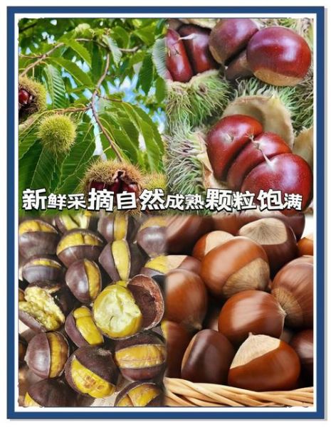 云南板栗头好吃吗_云南板栗头多少钱一斤-第2张图片-山城妙识 云南板栗头好吃吗_云南板栗头多少钱一斤-第2张图片-山城妙识