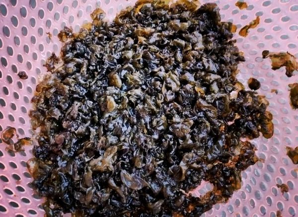 地皮菜图片_地皮菜怎么做好吃-第1张图片-山城妙识 地皮菜图片_地皮菜怎么做好吃-第1张图片-山城妙识