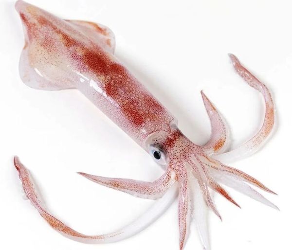 枪乌贼长什么样_枪乌贼和鱿鱼区别-第1张图片-山城妙识 枪乌贼长什么样_枪乌贼和鱿鱼区别-第1张图片-山城妙识