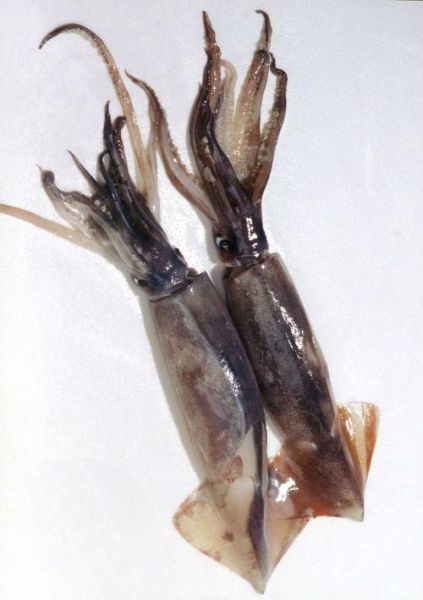 枪乌贼长什么样_枪乌贼和鱿鱼区别-第2张图片-山城妙识 枪乌贼长什么样_枪乌贼和鱿鱼区别-第2张图片-山城妙识