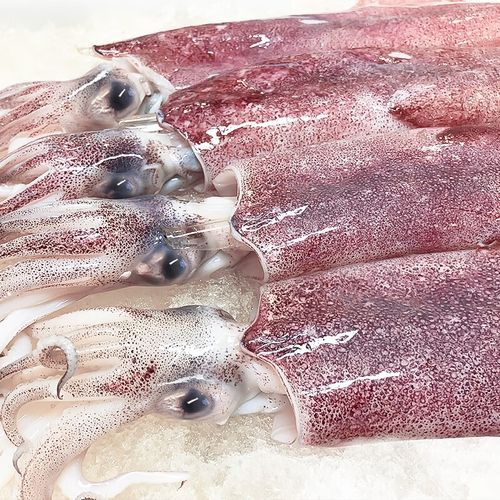 枪乌贼长什么样_枪乌贼和鱿鱼区别-第3张图片-山城妙识 枪乌贼长什么样_枪乌贼和鱿鱼区别-第3张图片-山城妙识