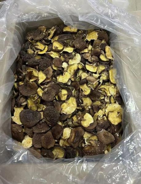 野生香菇的功效与作用_野生香菇怎么吃最营养-第1张图片-山城妙识 野生香菇的功效与作用_野生香菇怎么吃最营养-第1张图片-山城妙识