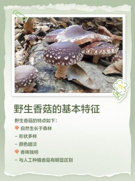 野生香菇的功效与作用_野生香菇怎么吃最营养-第3张图片-山城妙识 野生香菇的功效与作用_野生香菇怎么吃最营养-第3张图片-山城妙识