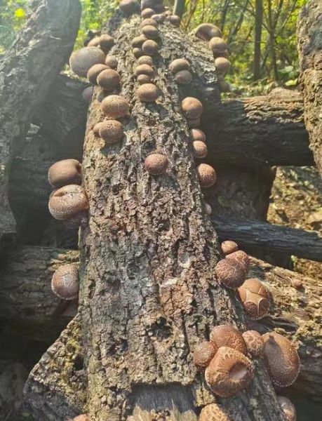 野生香菇的功效与作用_野生香菇怎么吃最营养-第2张图片-山城妙识 野生香菇的功效与作用_野生香菇怎么吃最营养-第2张图片-山城妙识