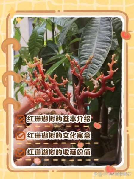 珊瑚树怎么养_珊瑚树有毒吗-第1张图片-山城妙识 珊瑚树怎么养_珊瑚树有毒吗-第1张图片-山城妙识