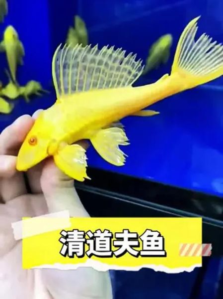 清道夫图片_清道夫鱼怎么养-第2张图片-山城妙识