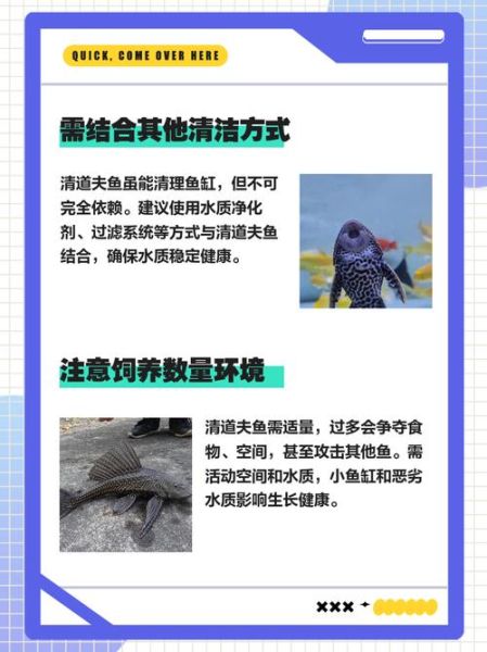 清道夫图片_清道夫鱼怎么养-第3张图片-山城妙识
