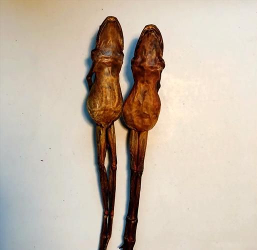 木瓜炖雪蛤是什么东西_木瓜炖雪蛤的功效与禁忌-第2张图片-山城妙识