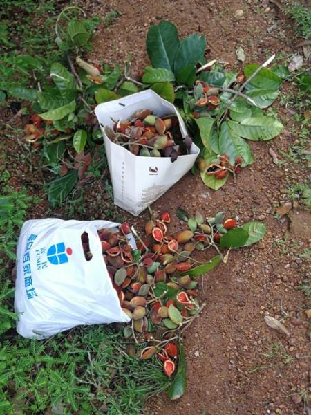 野生九层皮树长什么样_如何辨别九层皮树真假-第1张图片-山城妙识 野生九层皮树长什么样_如何辨别九层皮树真假-第1张图片-山城妙识