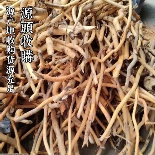 野生九层皮树长什么样_如何辨别九层皮树真假-第2张图片-山城妙识 野生九层皮树长什么样_如何辨别九层皮树真假-第2张图片-山城妙识