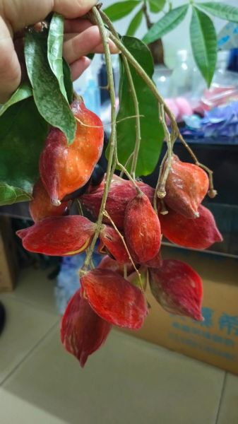 野生九层皮树长什么样_如何辨别九层皮树真假-第3张图片-山城妙识 野生九层皮树长什么样_如何辨别九层皮树真假-第3张图片-山城妙识