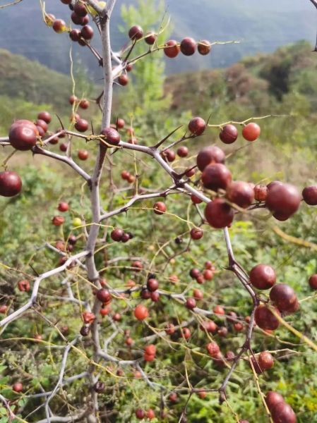 酸枣图片大全_如何辨别野生酸枣与栽培品种-第1张图片-山城妙识
