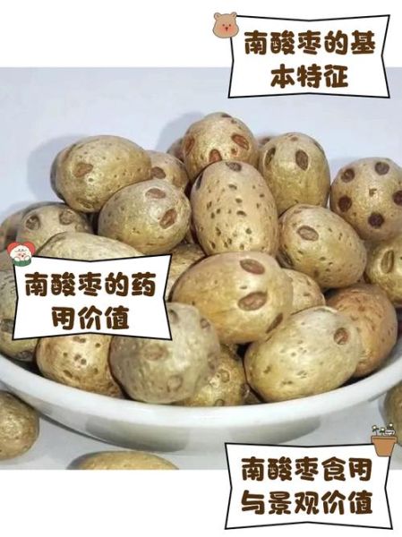 酸枣图片大全_如何辨别野生酸枣与栽培品种-第3张图片-山城妙识