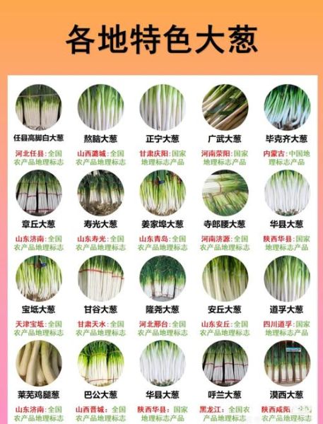 葱的品种图片大全_如何区分常见葱类-第1张图片-山城妙识