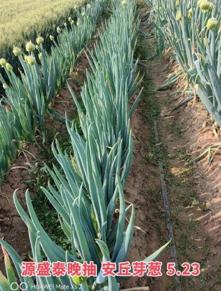 葱的品种图片大全_如何区分常见葱类-第3张图片-山城妙识