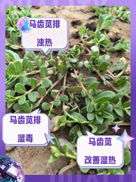 马齿苋治痔疮怎么用_马齿苋治痔疮多久见效-第2张图片-山城妙识 马齿苋治痔疮怎么用_马齿苋治痔疮多久见效-第2张图片-山城妙识