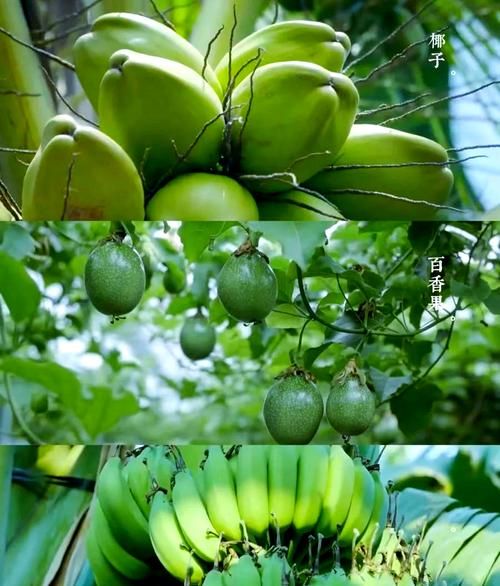 水果传第一季讲了什么_水果传第一季好看吗-第1张图片-山城妙识 水果传第一季讲了什么_水果传第一季好看吗-第1张图片-山城妙识