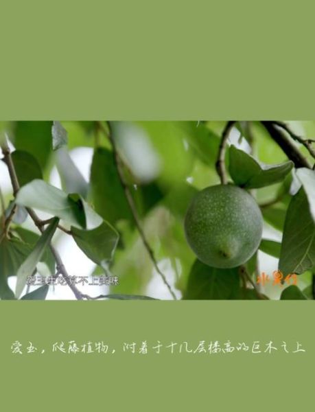 水果传第一季讲了什么_水果传第一季好看吗-第3张图片-山城妙识 水果传第一季讲了什么_水果传第一季好看吗-第3张图片-山城妙识