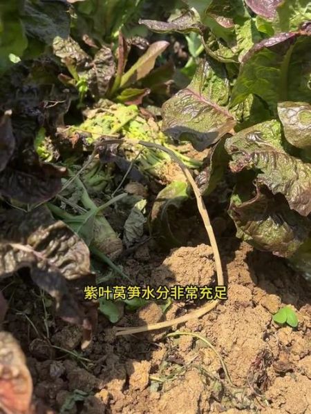 莴苣叶子变紫能吃吗_变紫原因与食用安全-第1张图片-山城妙识