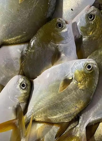 金昌鱼图片大全大图_高清金昌鱼照片怎么拍-第1张图片-山城妙识