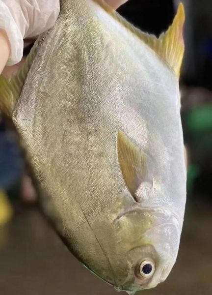 金昌鱼图片大全大图_高清金昌鱼照片怎么拍-第2张图片-山城妙识