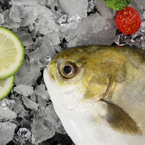 金昌鱼图片大全大图_高清金昌鱼照片怎么拍-第3张图片-山城妙识