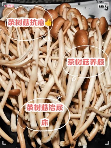 茶树菇什么人不能吃_茶树菇禁忌人群有哪些-第2张图片-山城妙识