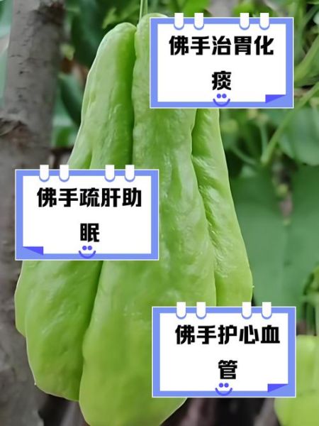 佛手瓜的坏处有哪些_佛手瓜吃多了有什么副作用-第2张图片-山城妙识