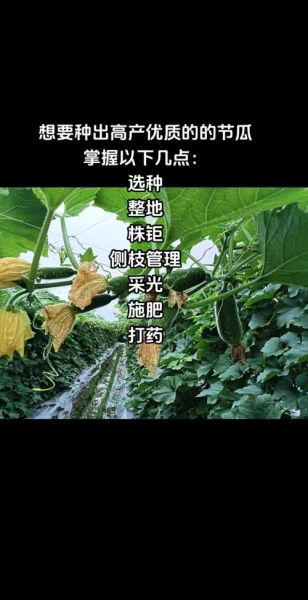 节瓜种子怎么种_节瓜种子发芽时间-第1张图片-山城妙识 节瓜种子怎么种_节瓜种子发芽时间-第1张图片-山城妙识